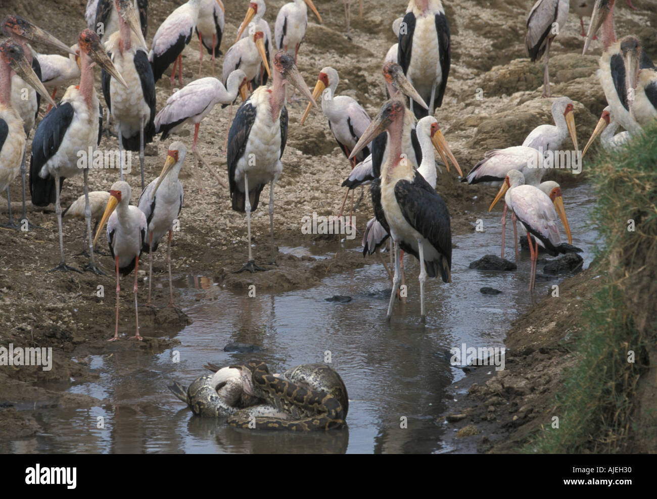 African Rock Python Python sabae Swallowing Pelican watched by Marabou ...