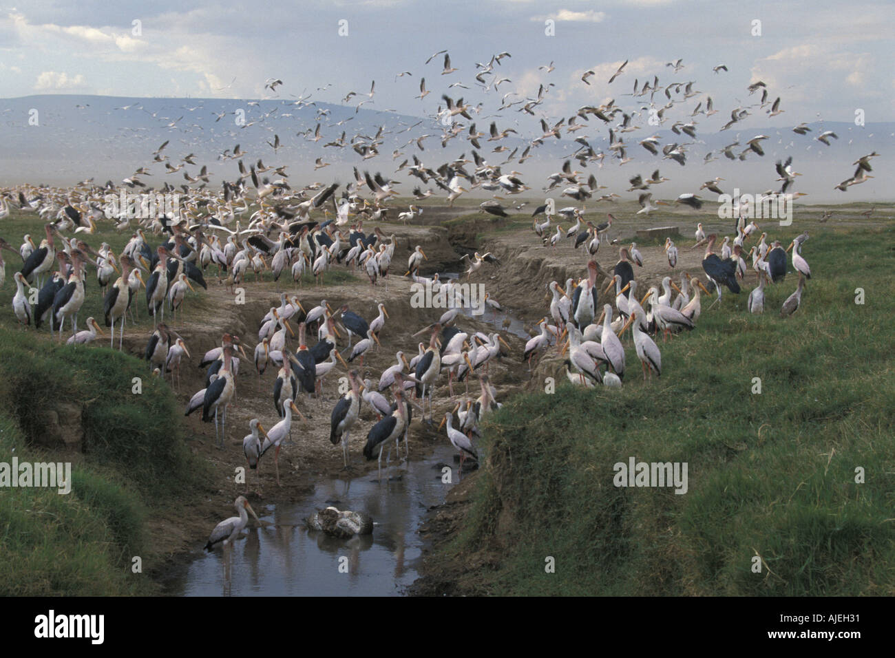 African Rock Python Python sabae Swallowing Pelican watched by Marabou ...