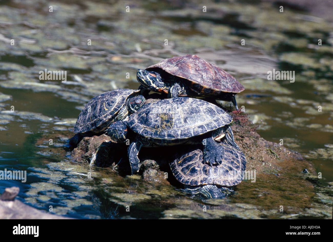 Florida terrapin hi-res stock photography and images - Alamy