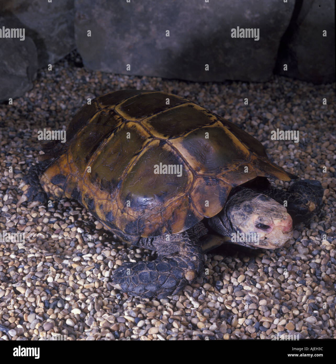 Burmese Brown Tortoise Manouria emys Asian brown tortoise Stock Photo - Alamy