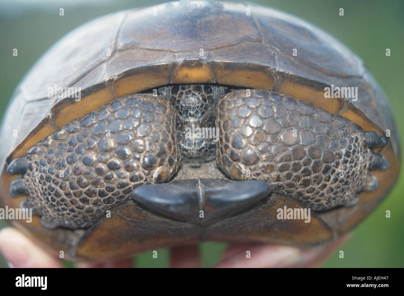 Polyphemus polyphemus hi-res stock photography and images - Alamy