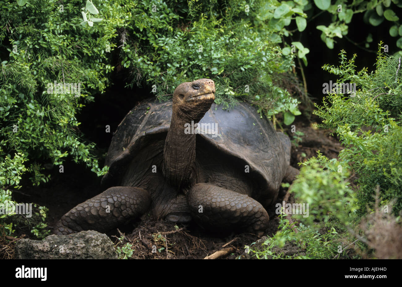 Tortoise Galapagos Giant Testudo elephantopus Stock Photo - Alamy