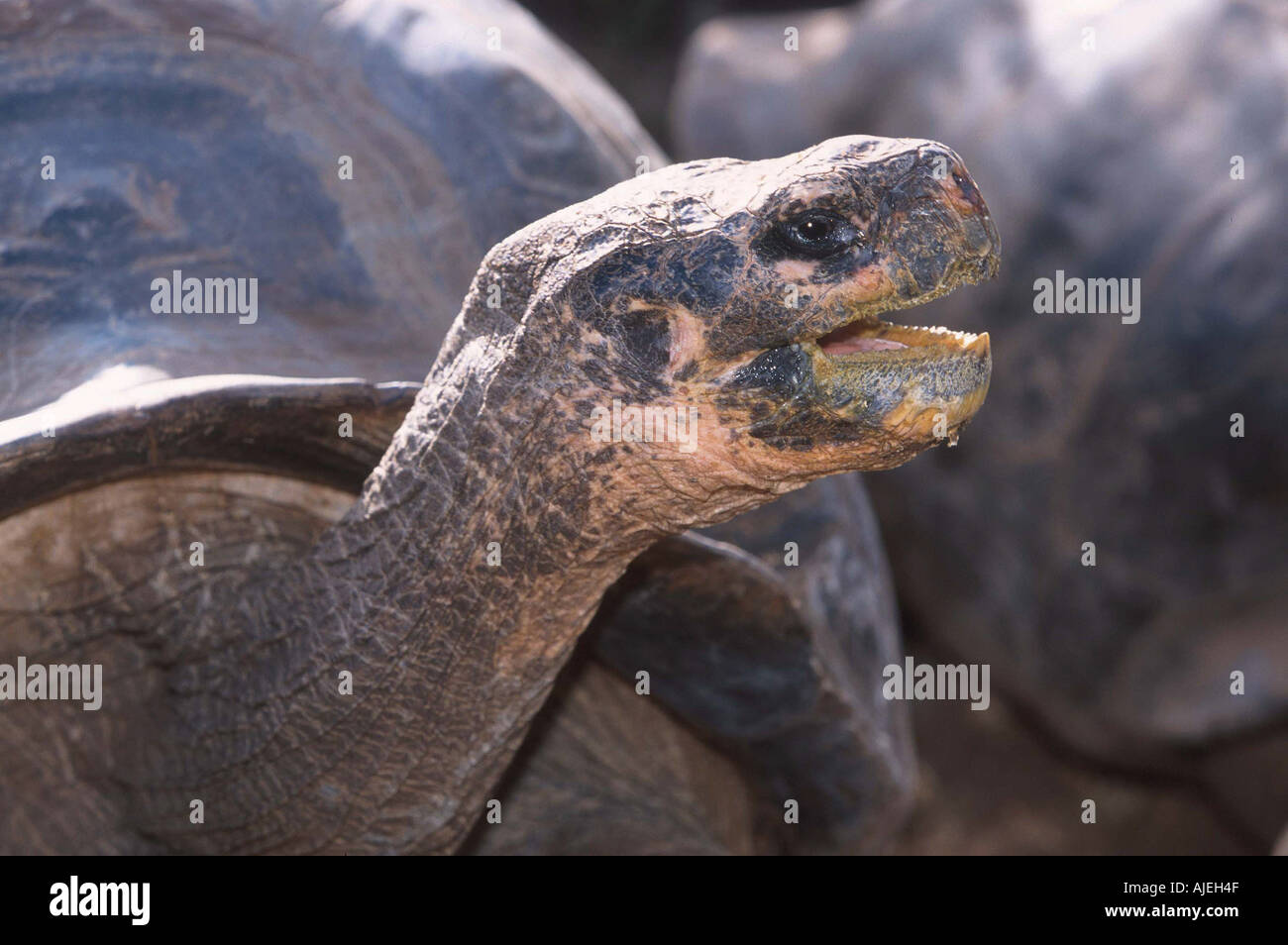 Tortoise Galapagos Giant Testudo elephantopus Close up of head Stock ...