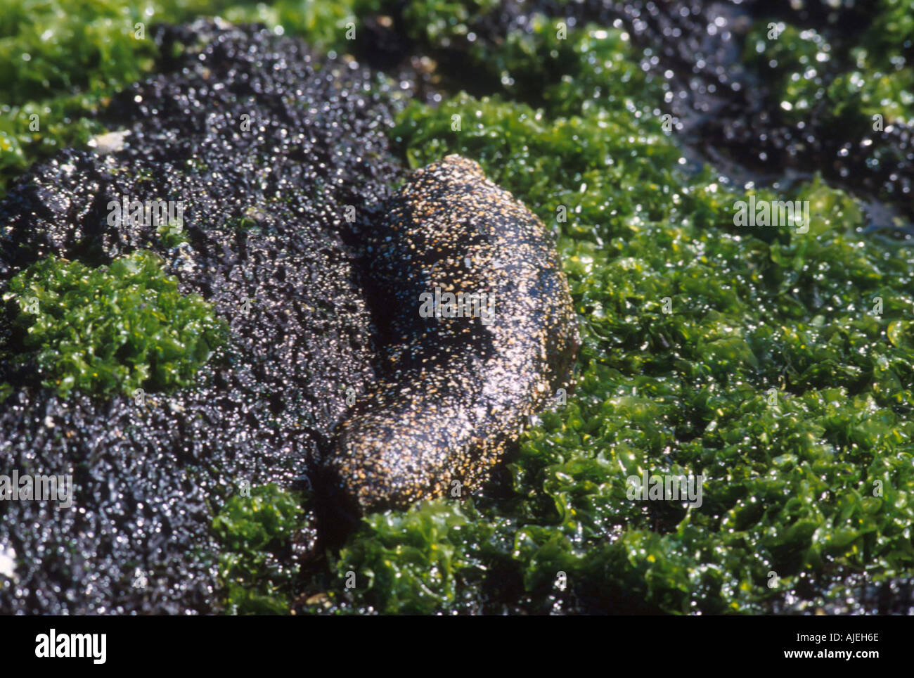 Holothurians hi-res stock photography and images - Alamy