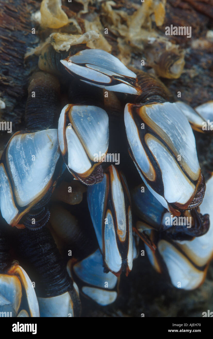 Goose or Ship's Barnacles Lepas anatifera Oregon State USA Stock Photo ...