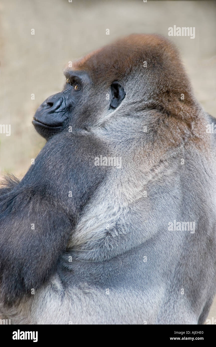 Silverback Male Lowland Gorilla High Resolution Stock Photography and ...