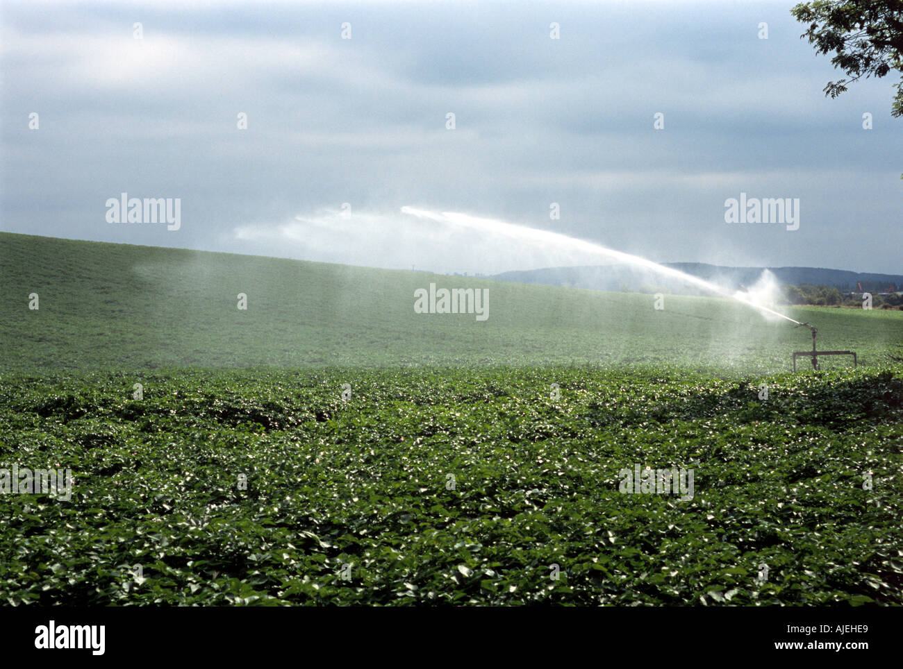 Water intensive crop hi-res stock photography and images - Alamy