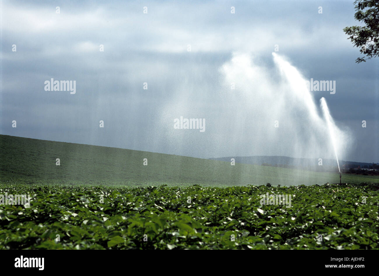 Water intensive crop hi-res stock photography and images - Alamy