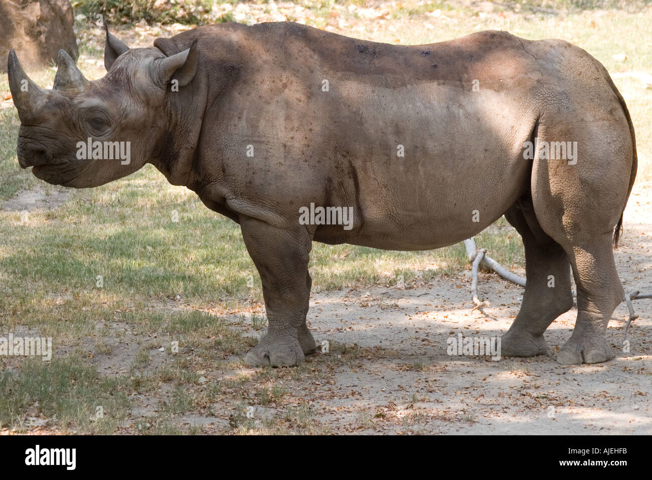 Fort Worth Zoo High Resolution Stock Photography and Images - Alamy