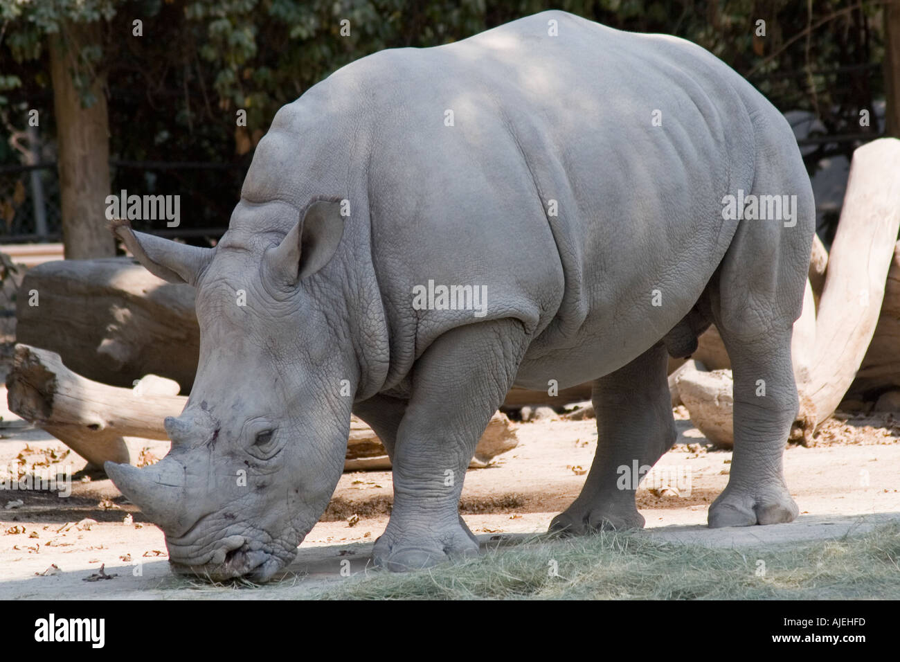 Fort worth wildlife hi-res stock photography and images - Alamy