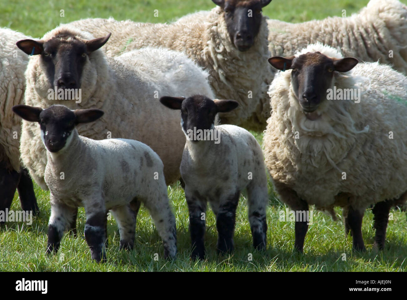 Sheep Lambs flock livestock Stock Photo - Alamy
