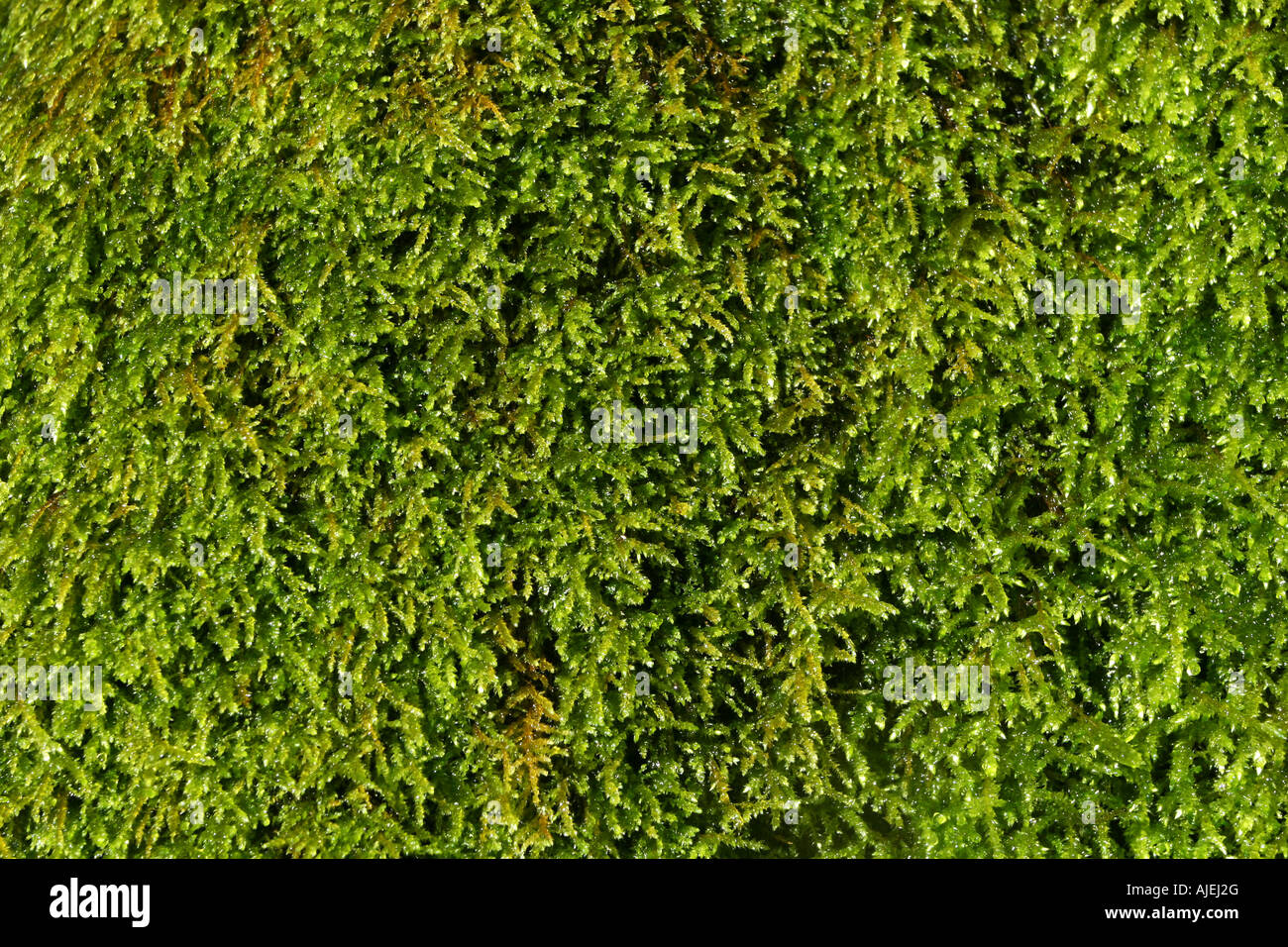 close up of wet green moss almost glowing perfect for backgounds Stock ...