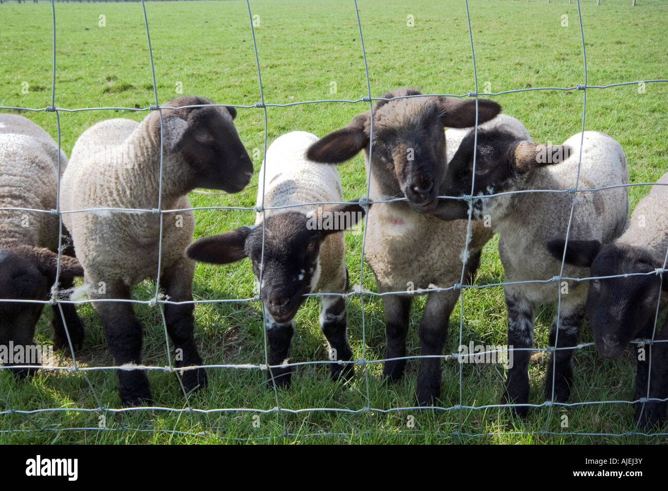 Sheep Lambs flock livestock Stock Photo - Alamy
