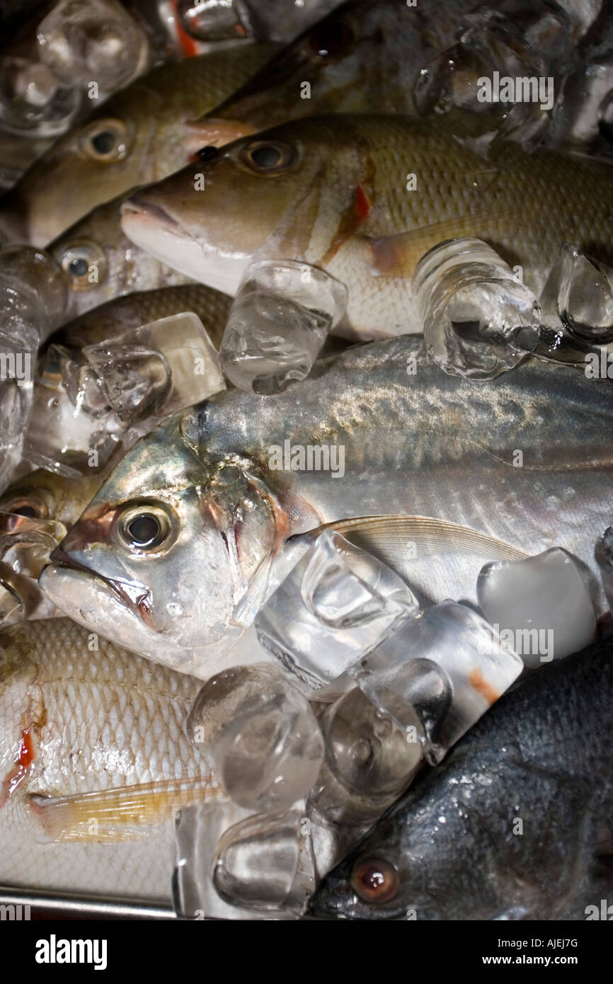 Iced fresh fish for sale market Ko Phi Phi island Thailand Stock Photo ...