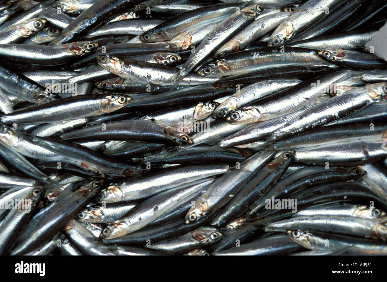 Fish market concept hi-res stock photography and images - Alamy