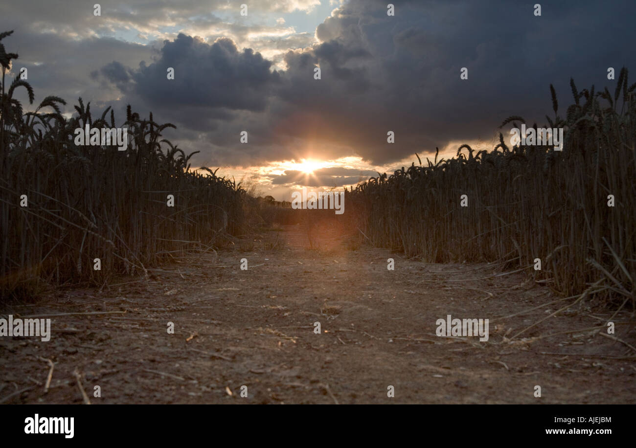 corn field at sunset Stock Photo - Alamy