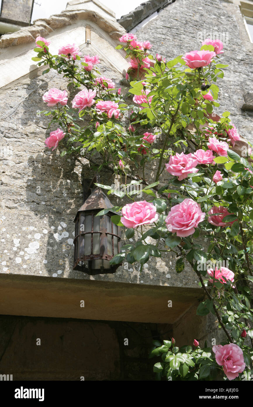 A old farm house in the cotswold hamlet of Calmsden with its roses ...