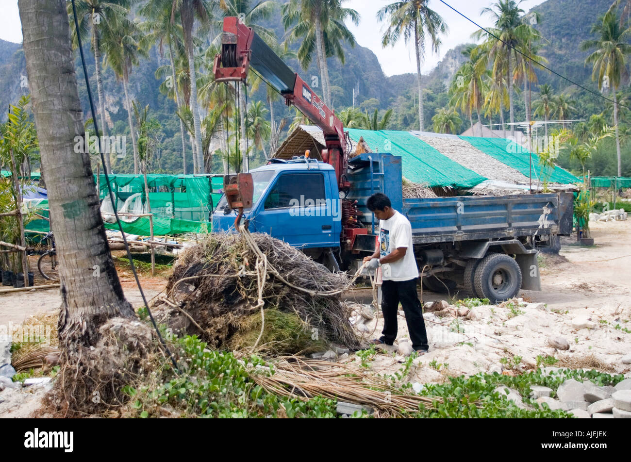 Truck crane used to move damaged tree roots rebuilding after tsunami Ko ...