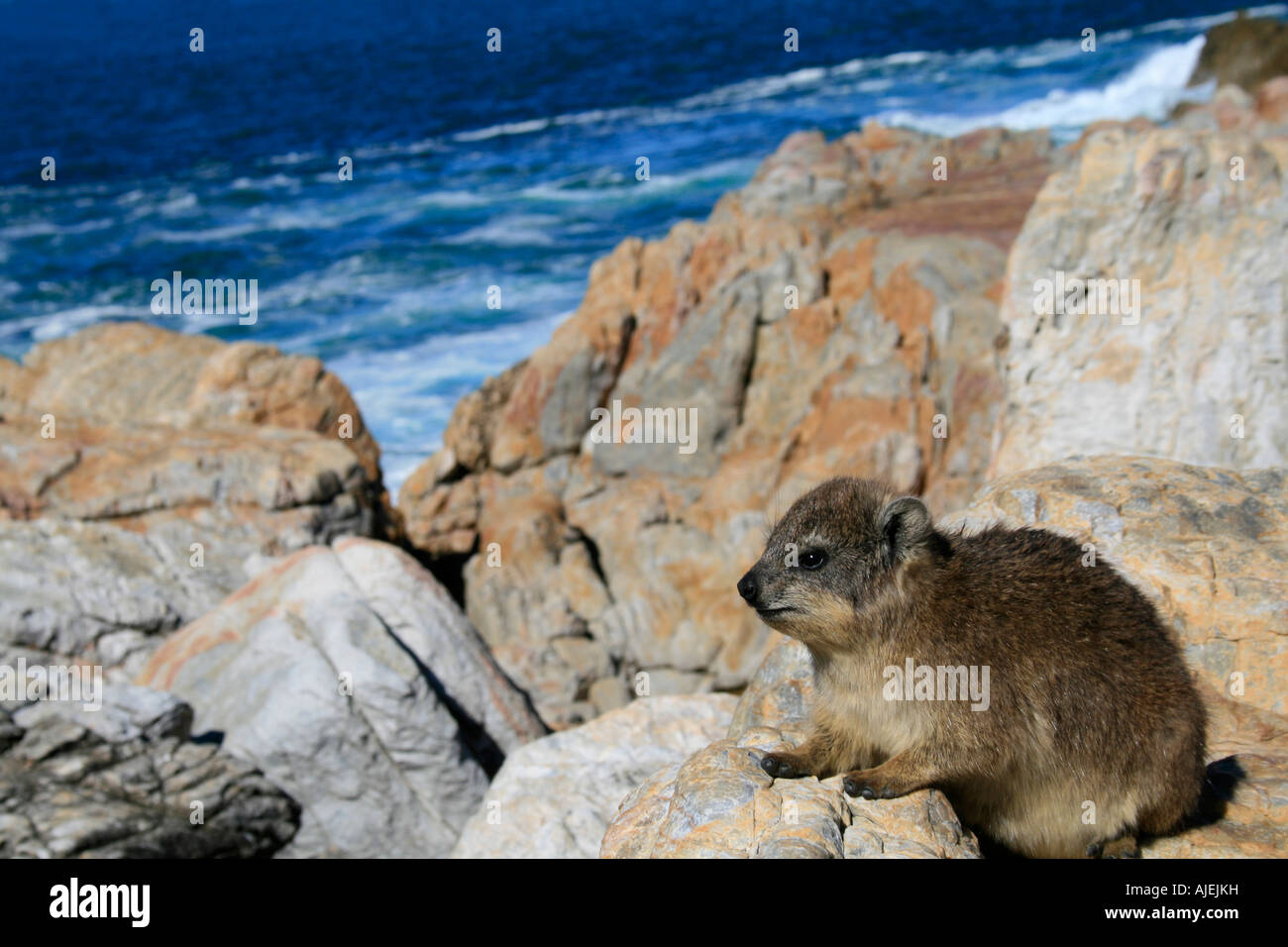 Portrait of cute wild rock hyrax (Procavia capensis) animal sitting on ...