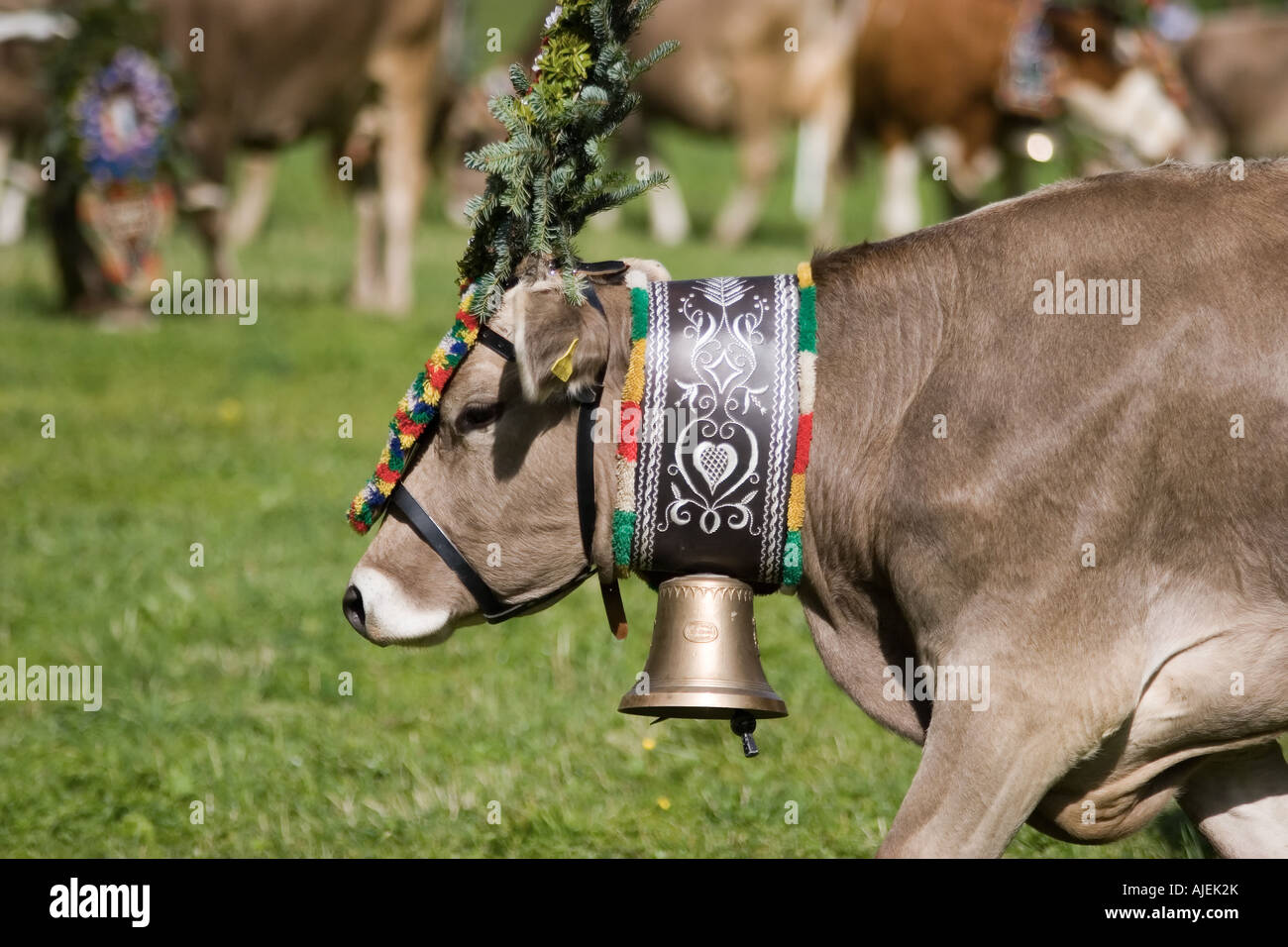 Cow with decorative head dress and cow bell Stock Photo - Alamy