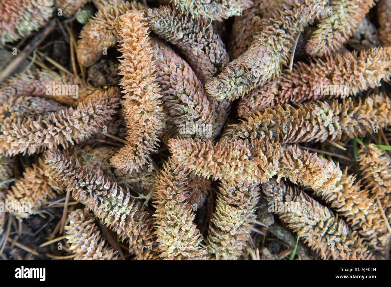 Conifer catkins hi-res stock photography and images - Alamy