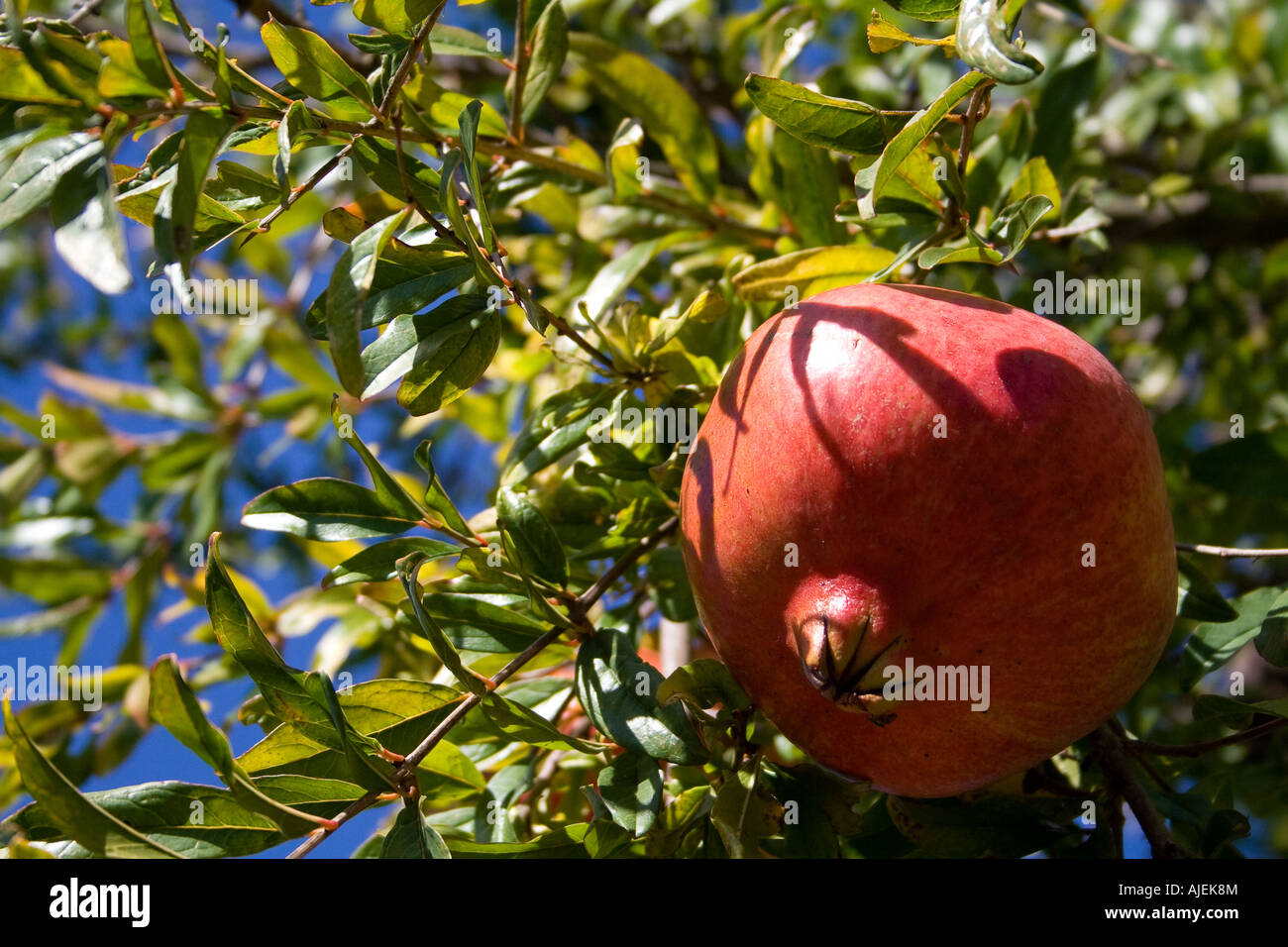 Pomegranate hanging on tree Stock Photo - Alamy