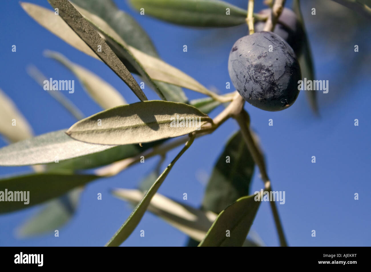 Hanging on leaf hi-res stock photography and images - Alamy