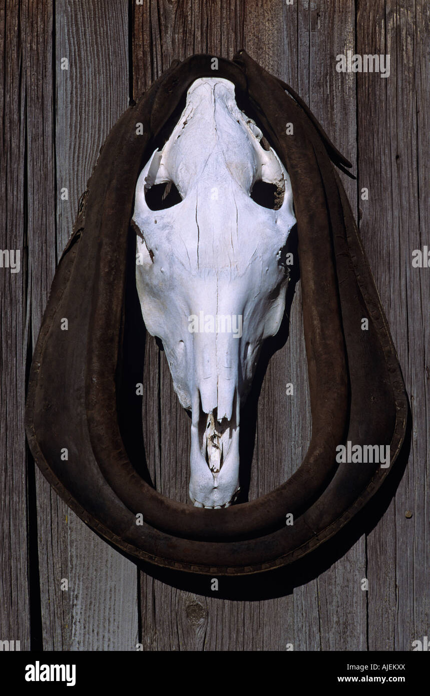 Horse skull hi-res stock photography and images - Alamy