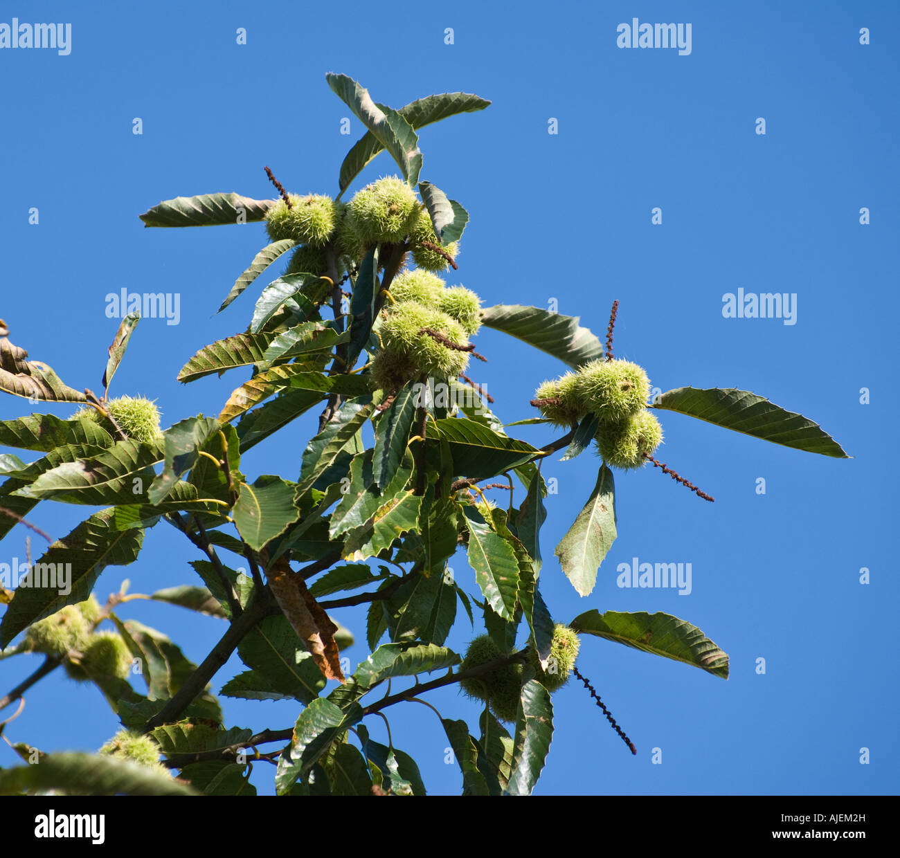 English sweet chestnut hi-res stock photography and images - Alamy