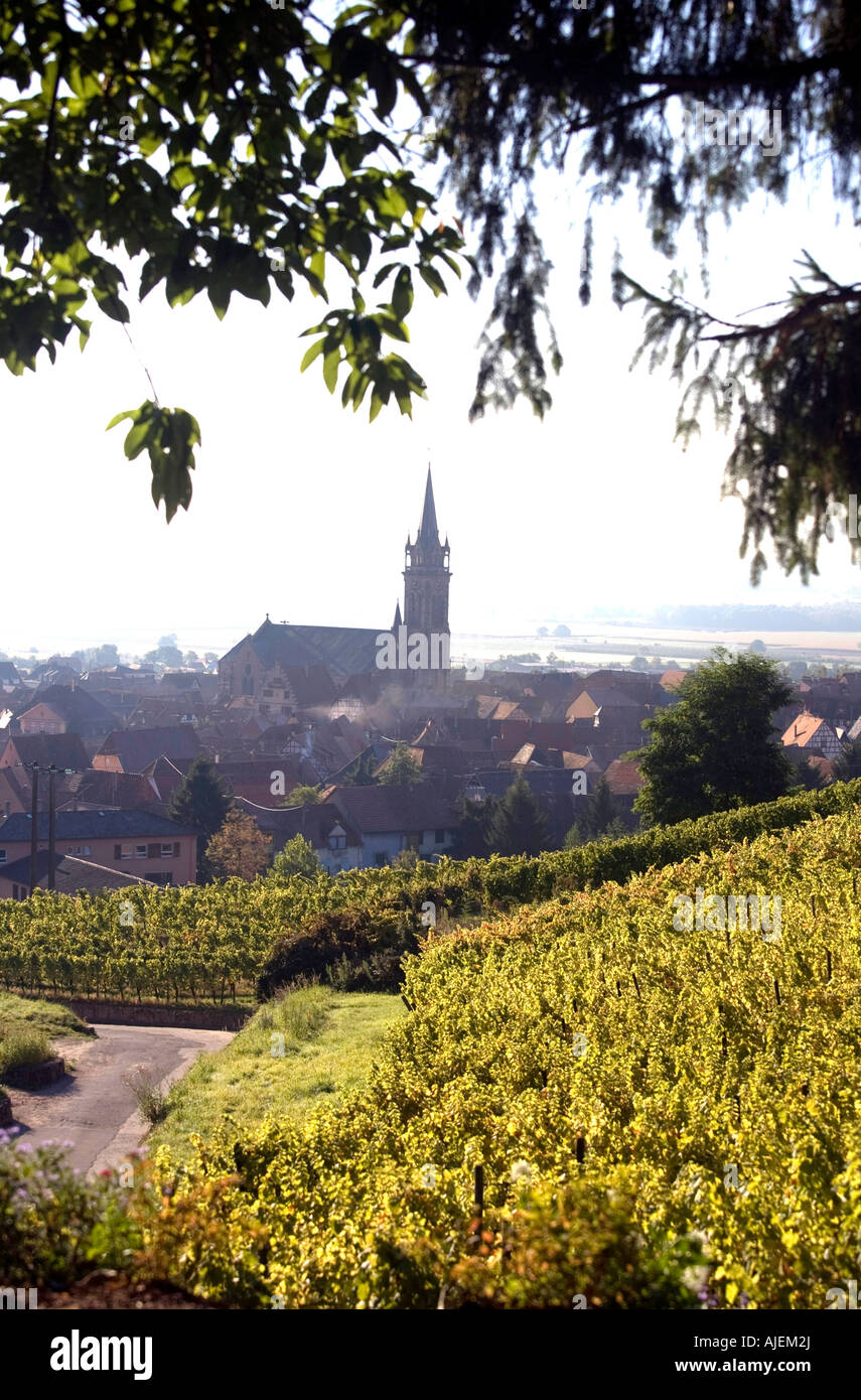 Vineyards and town of Dambach la Ville in early morning Stock Photo - Alamy