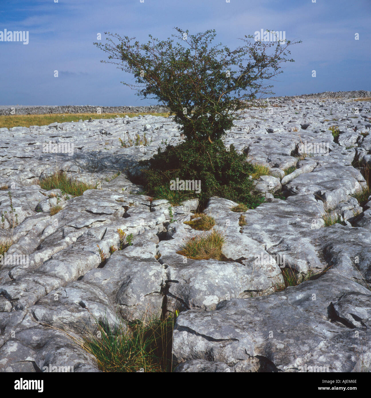 Carbonation Weathering Limestone