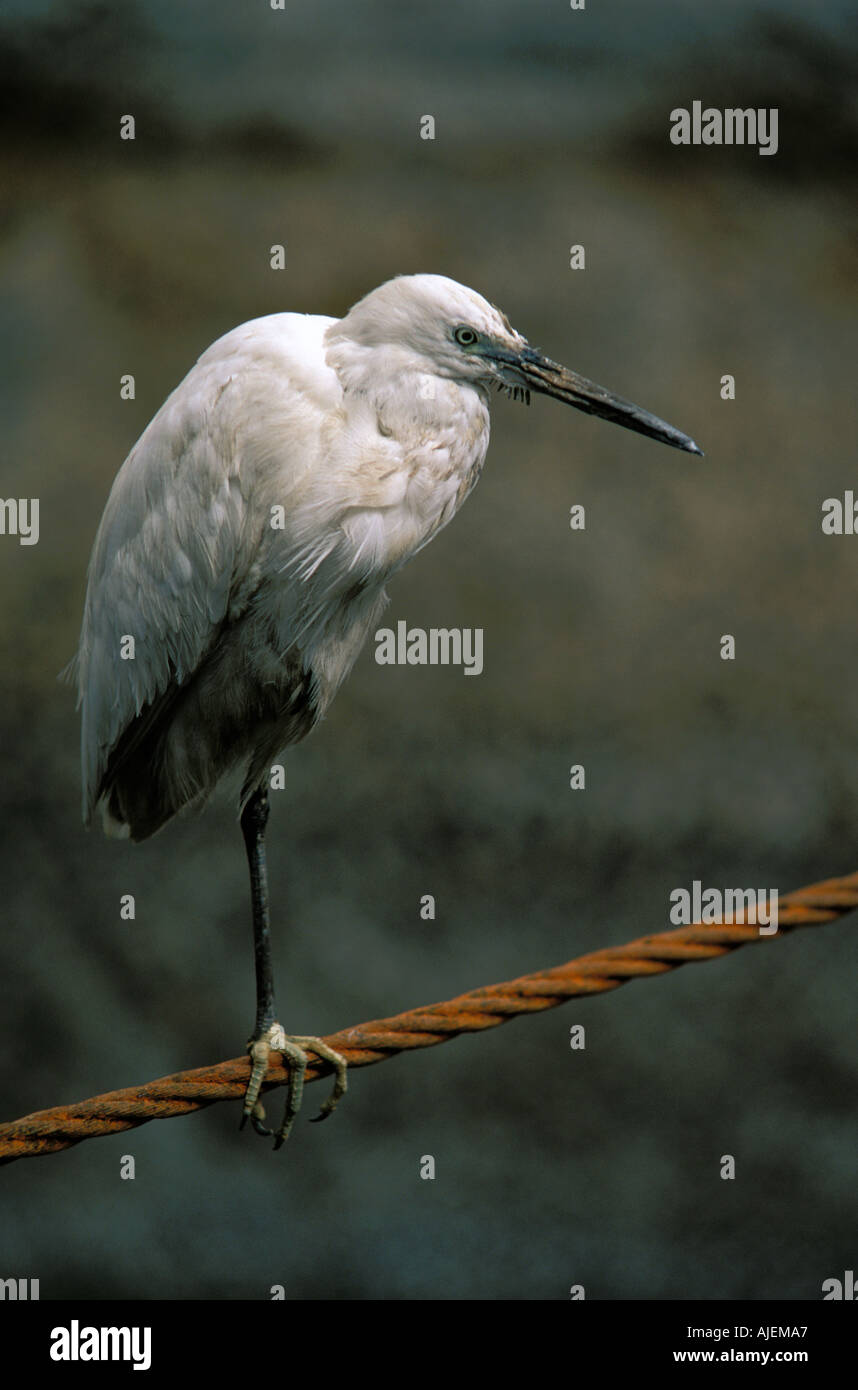 Aswan bird hi-res stock photography and images - Alamy