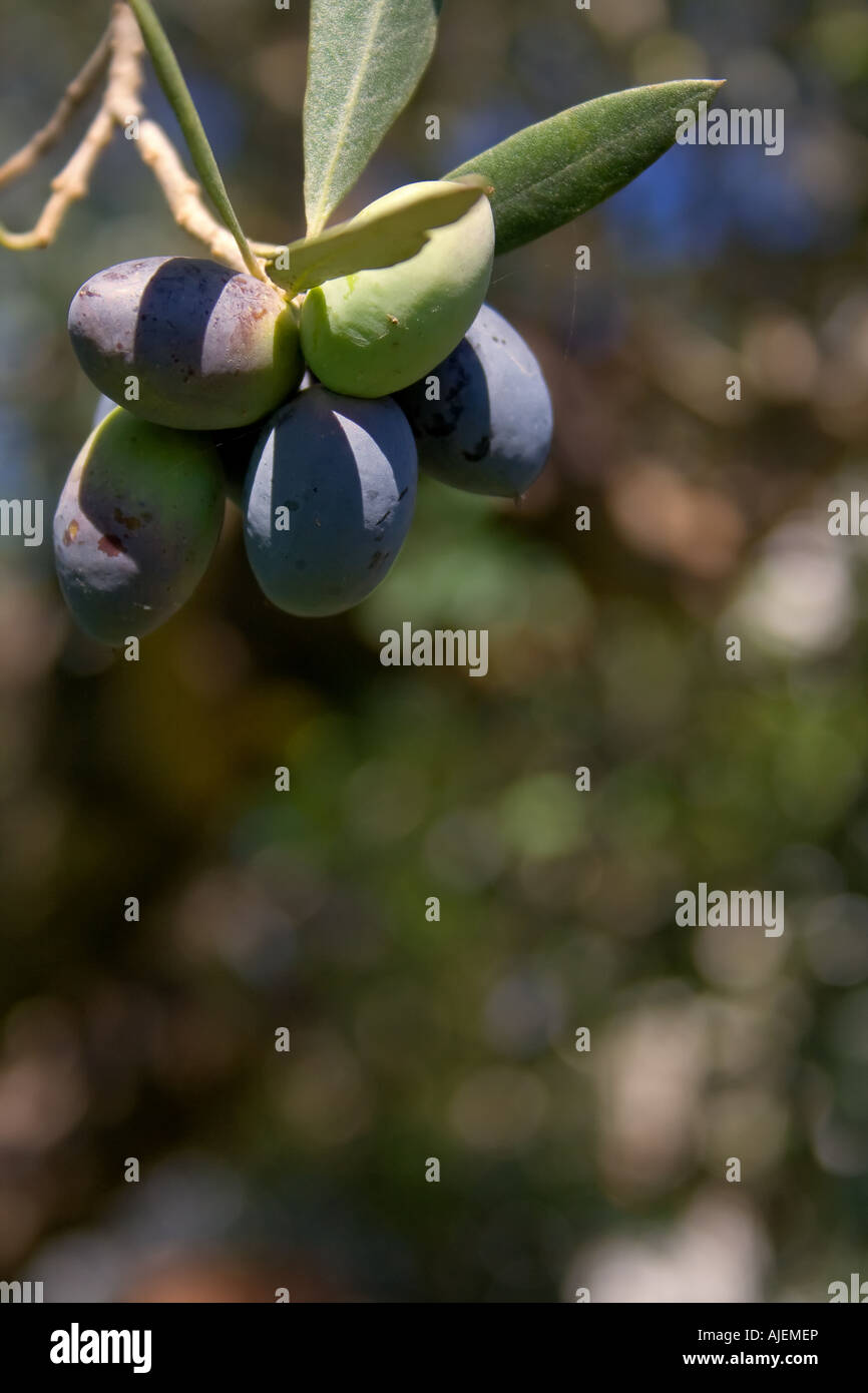 Several ripe olives hanging on olive tree Stock Photo - Alamy