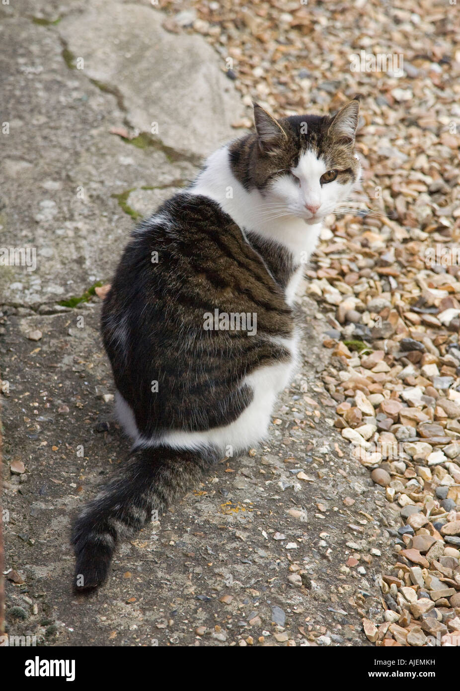 cat sitting down outside Stock Photo - Alamy