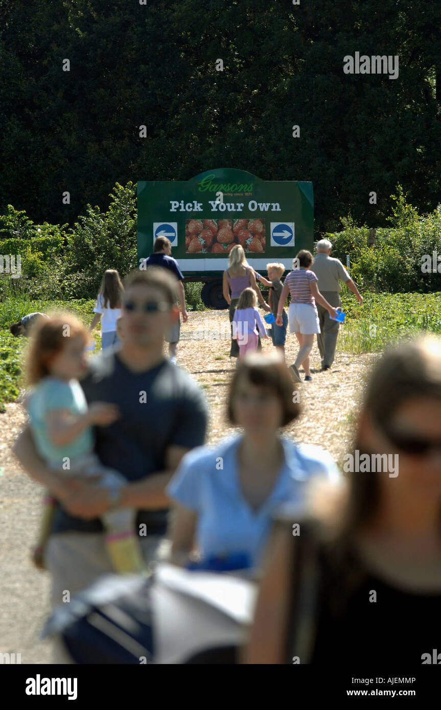 Pick Your Own Stock Photo - Alamy