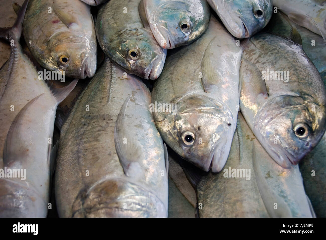 Fish market counter display Rawai village Phuket Thailand Stock Photo ...
