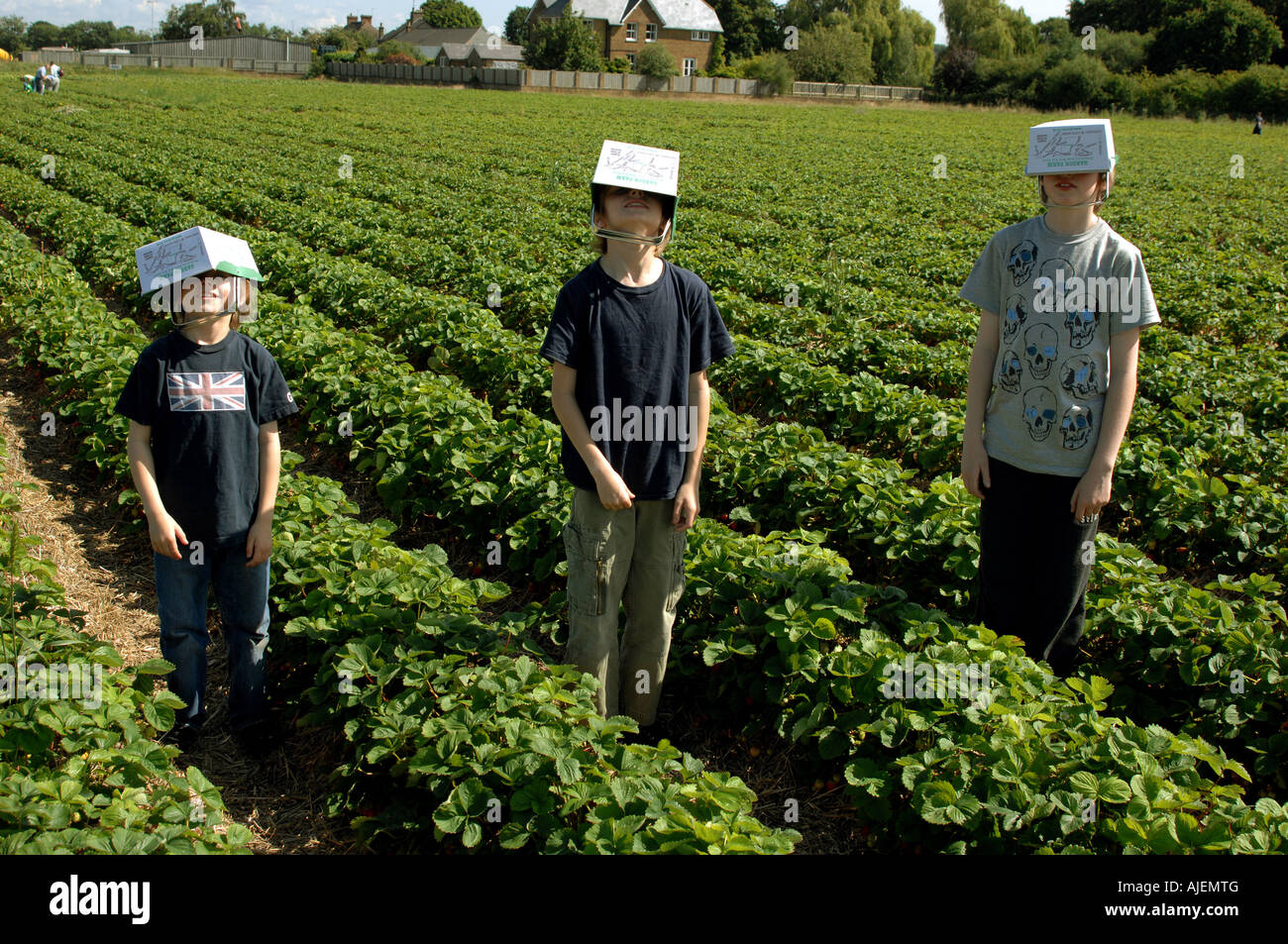 Pick Your Own Stock Photo - Alamy