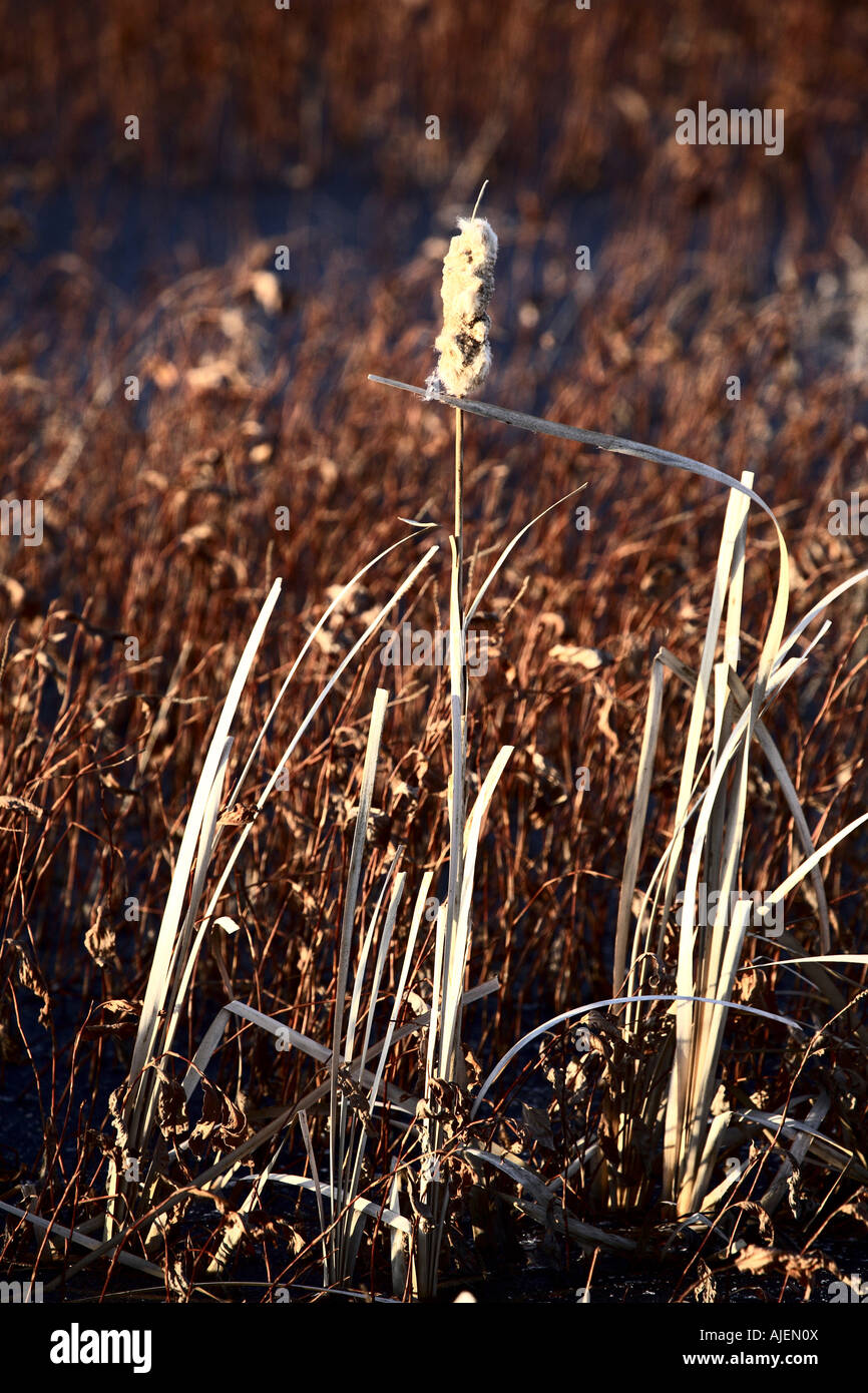 Dead cattail during Saskatchewan winter Stock Photo - Alamy