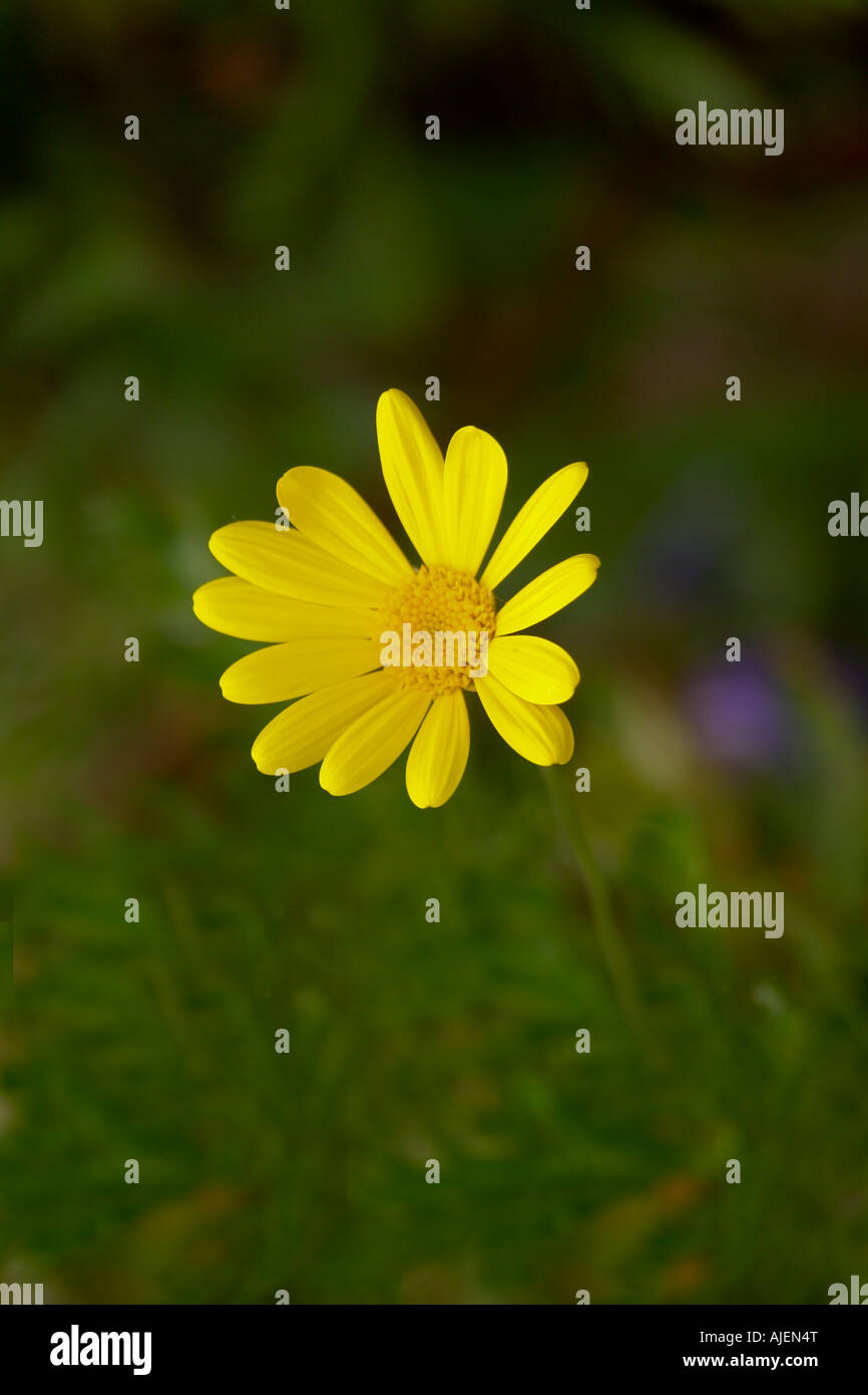 A single yellow daisy Stock Photo - Alamy