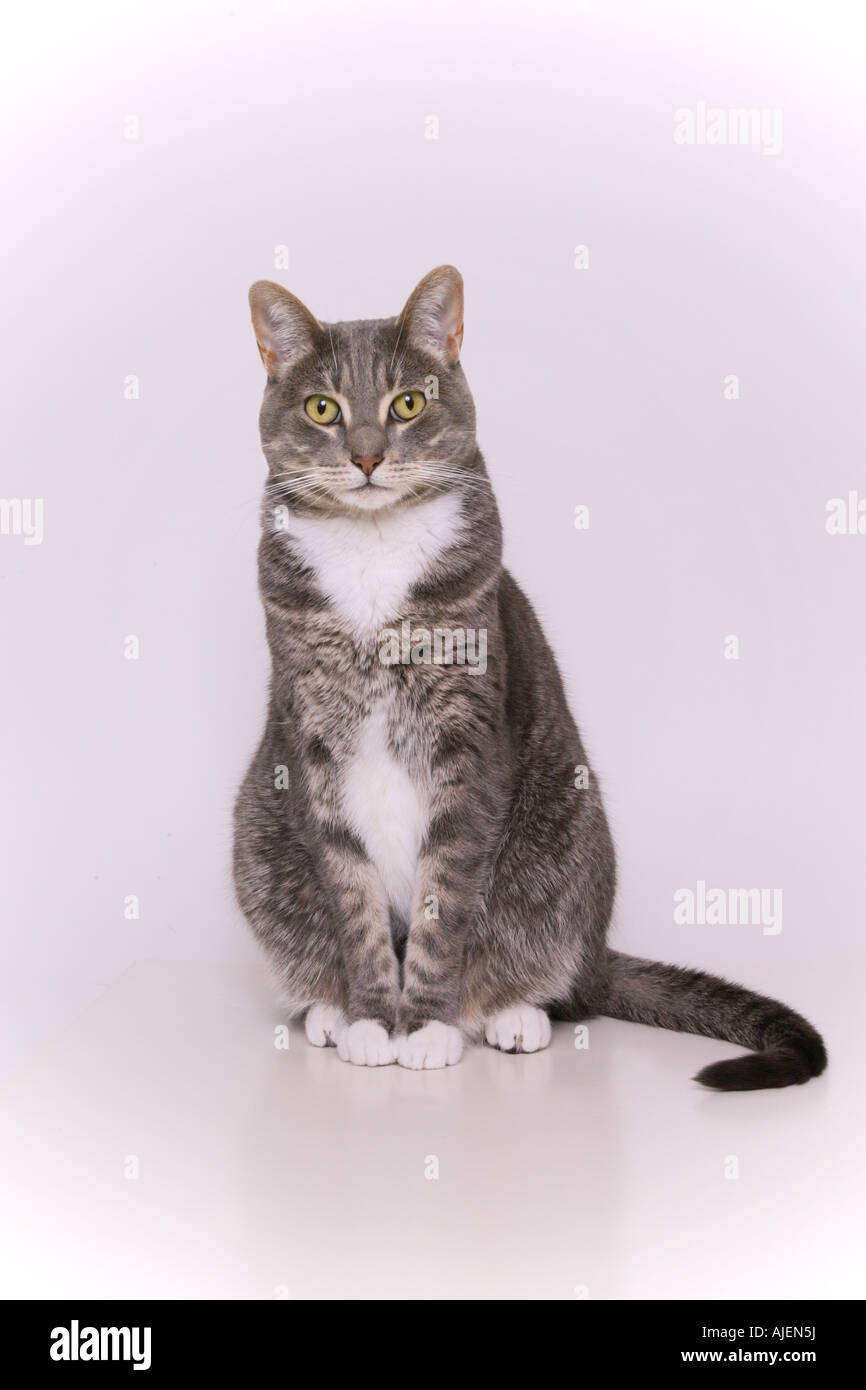 A gray and white adult cat sitting posed for the camera Stock Photo - Alamy