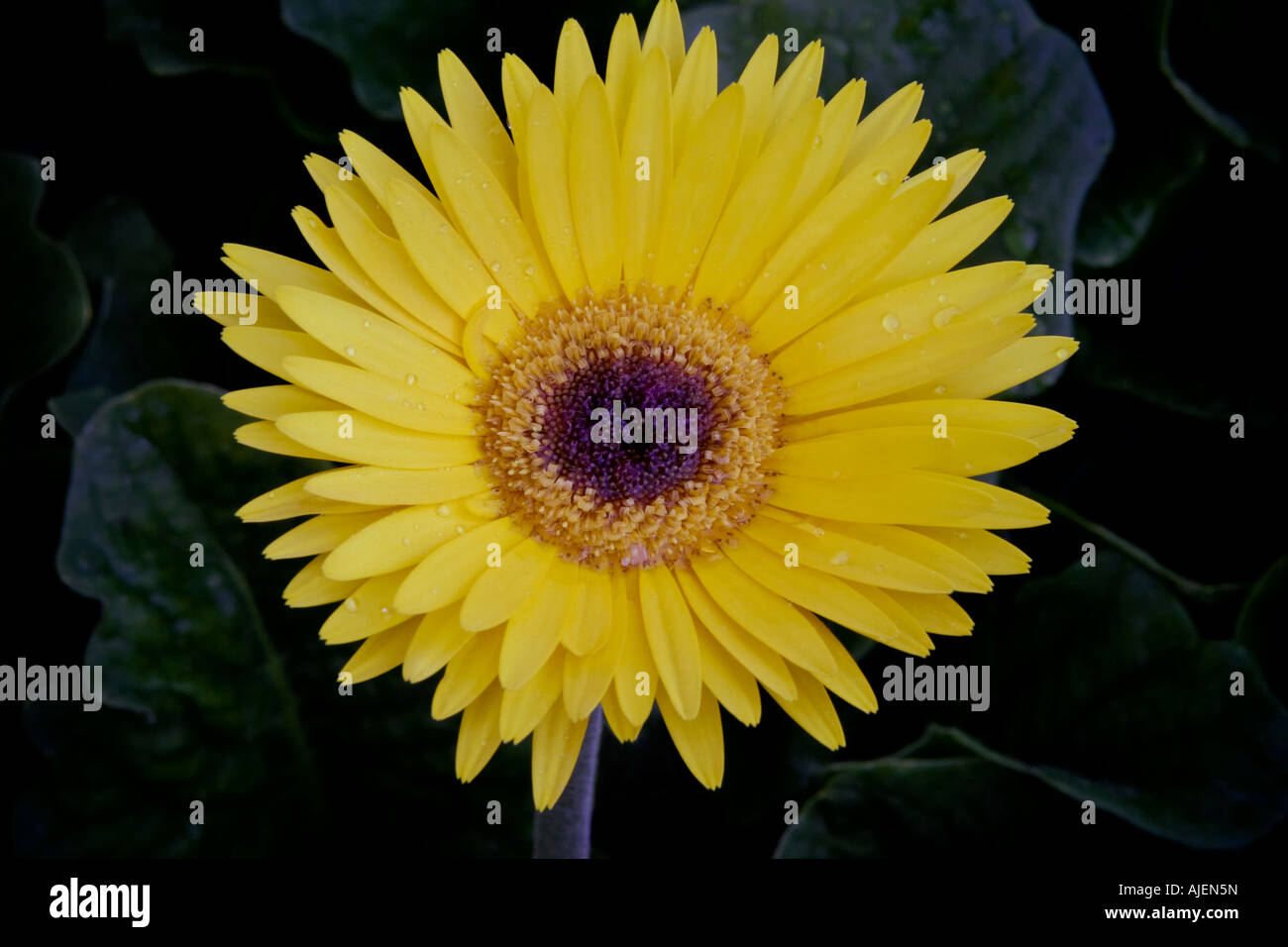 Royal Yellow Gerbera Daisy with dark background Stock Photo - Alamy