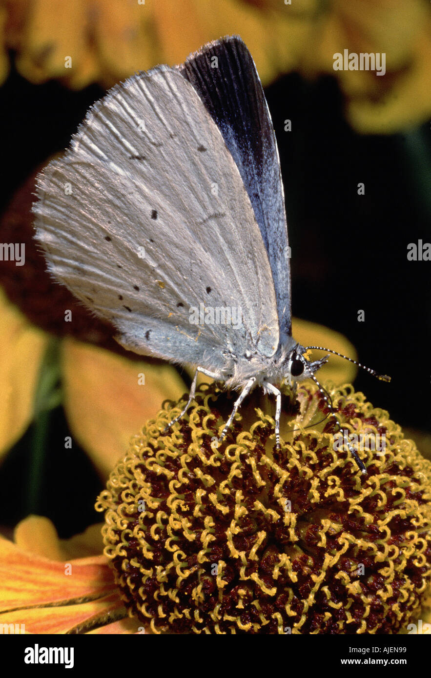 Holly Blue Butterfly celestrina argiolus on helenium flower Stock Photo ...