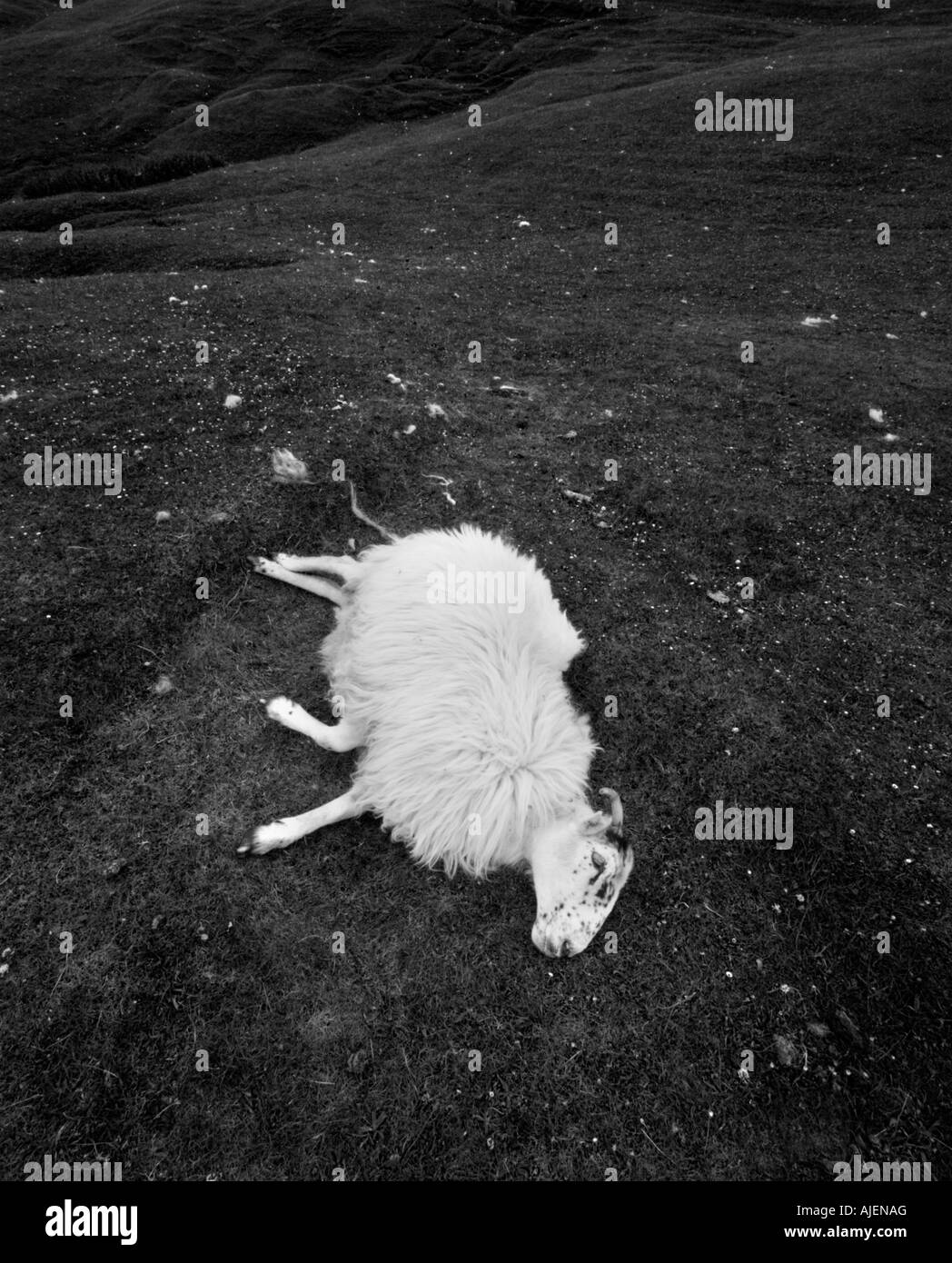 A dying sheep on Berneray, Outer Hebrides, Scotland Stock Photo - Alamy