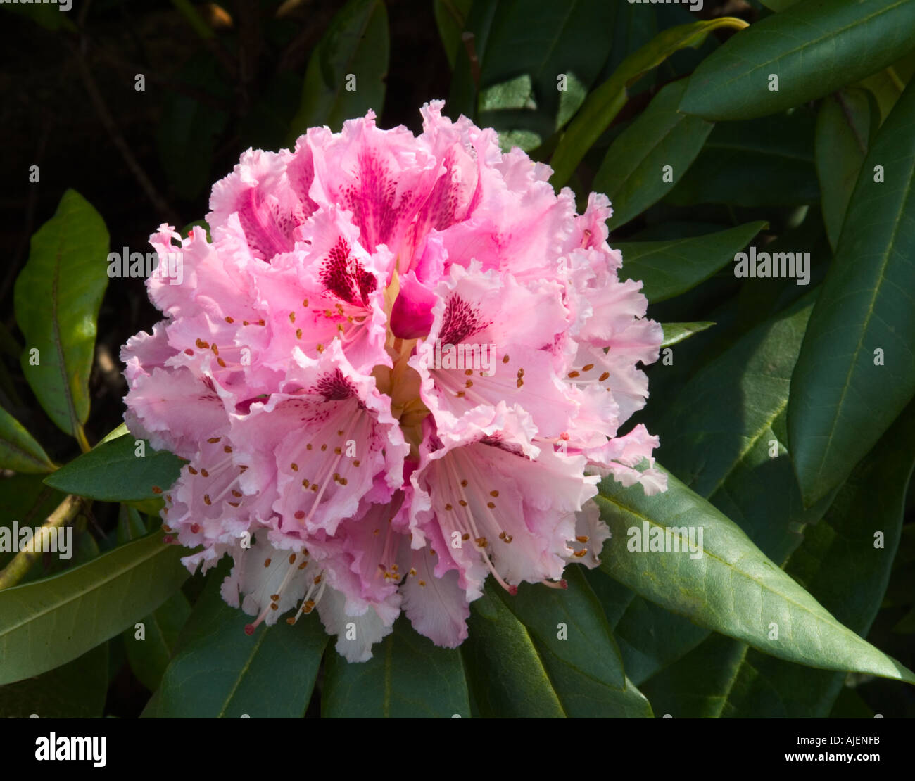 Rhodedendron Flower Bloom High Resolution Stock Photography and Images ...