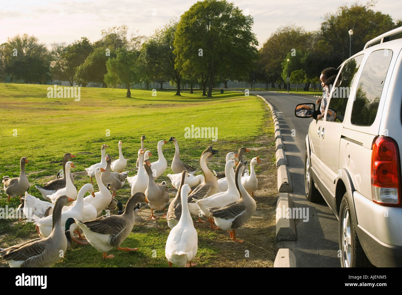 Father and young son looking at geese through car window Stock Photo ...