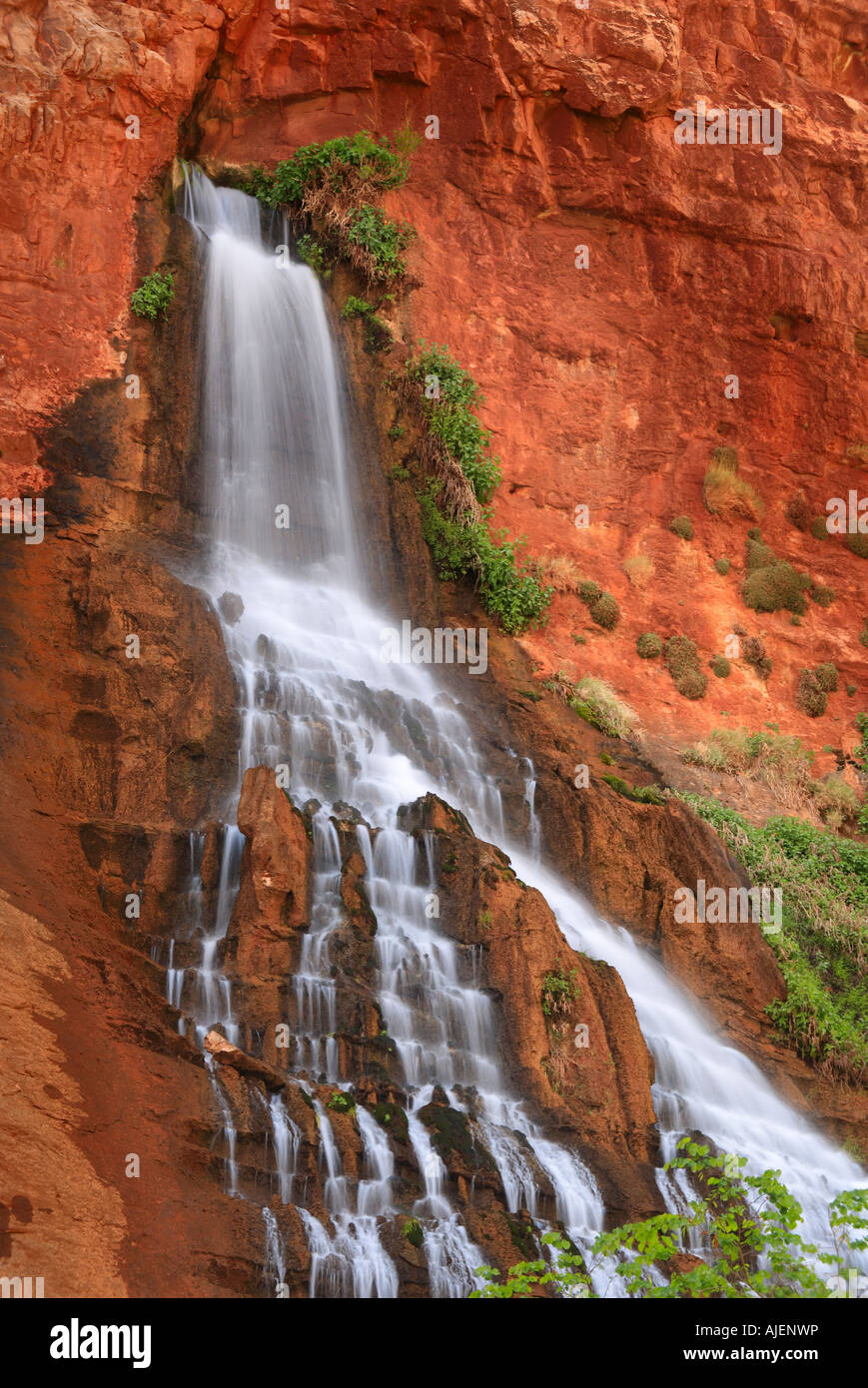 Vasey’s paradise hi-res stock photography and images - Alamy