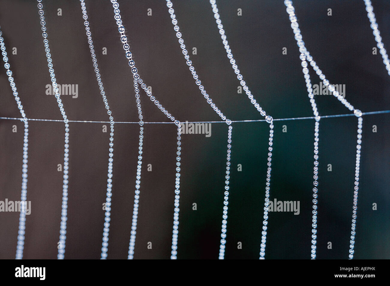 CLOSE UP OF DEW DROPLETS ON SPIDER WEB Stock Photo - Alamy