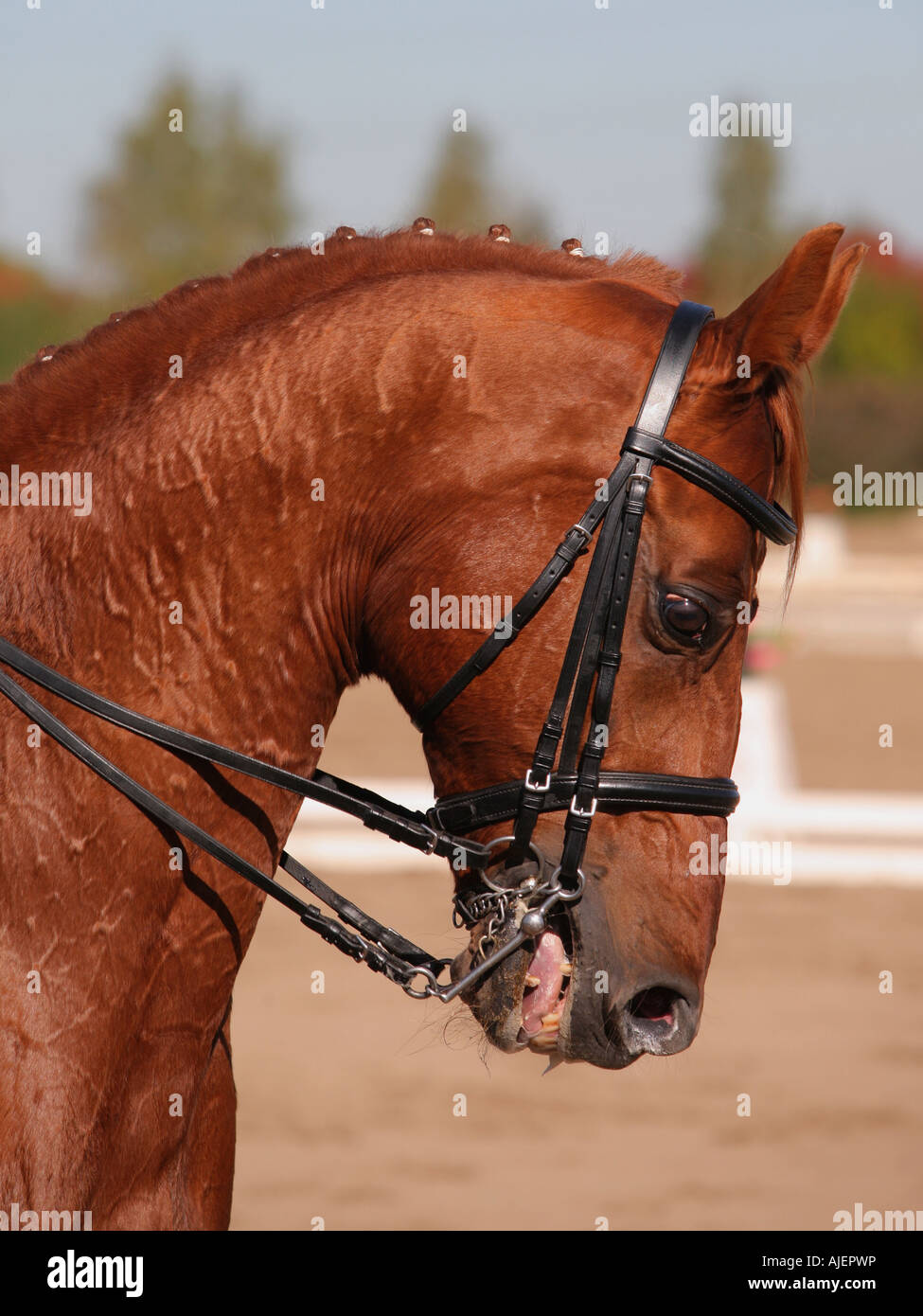 Portrait of the red thoroughbred horse Stock Photo - Alamy