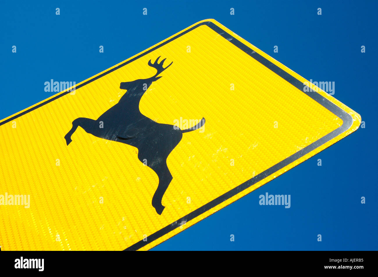 Wild Deer animal crossing on highway ahead sign as warning of deer and ...