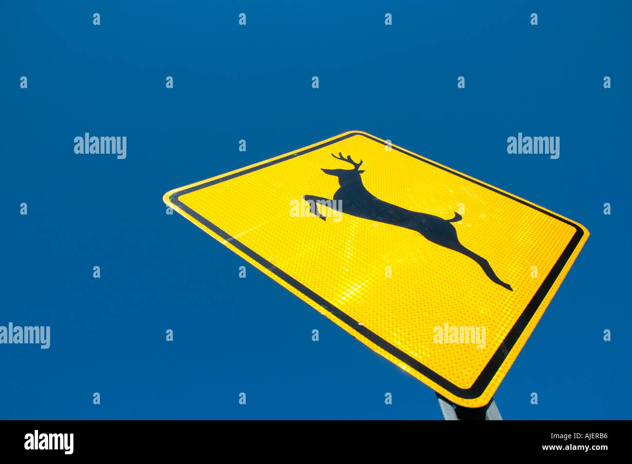 Wild Deer animal crossing on highway ahead sign as warning of deer and ...